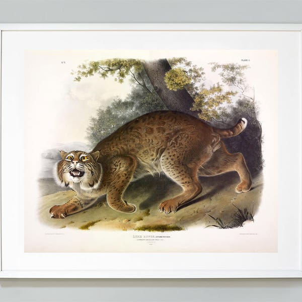 Wild Cat Print - Etsy