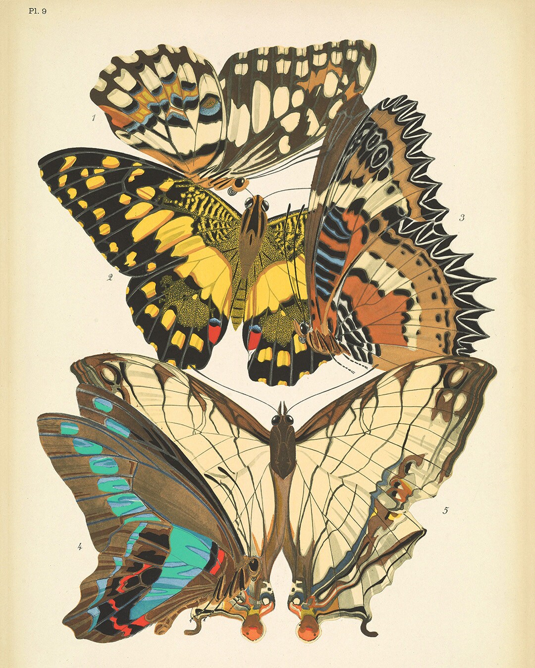 Butterfly Art Print: Vintage Scientific Illustration by E.A. Séguy - Etsy