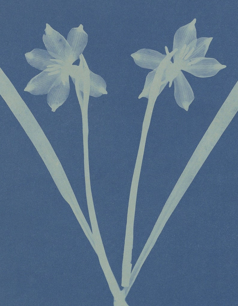 Anna Atkins Vintage Photography Print Cyanotype First Female - Etsy