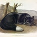 Black Silver Fox Print, John James Audubon -the Viviparous Quadrupeds ...