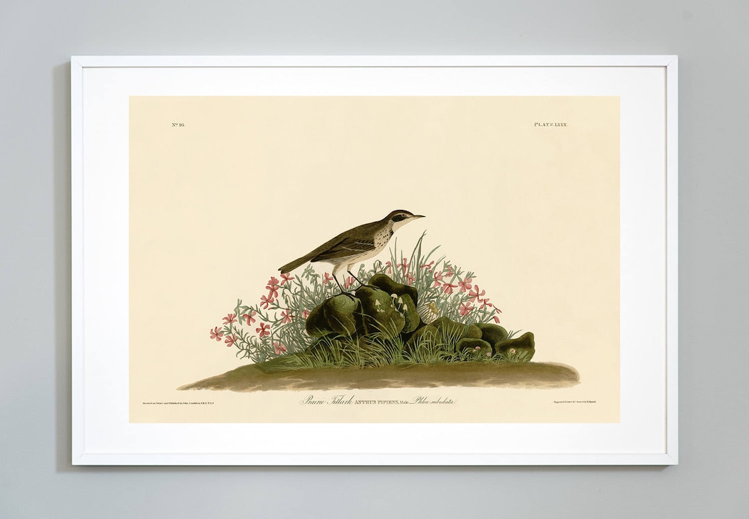 Prairie Titlark Print, Birds of America de John James Audubon, vers ...