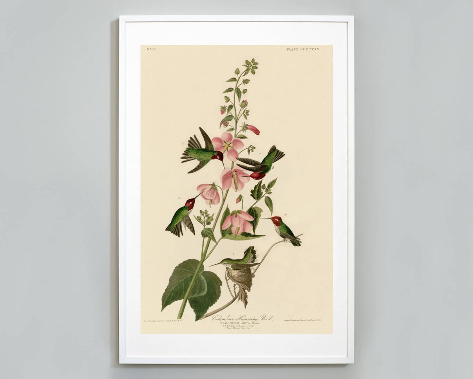 Columbian Hummingbird Print Birds of America by John James - Etsy