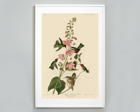 Columbian Hummingbird Print Birds of America by John James | Etsy