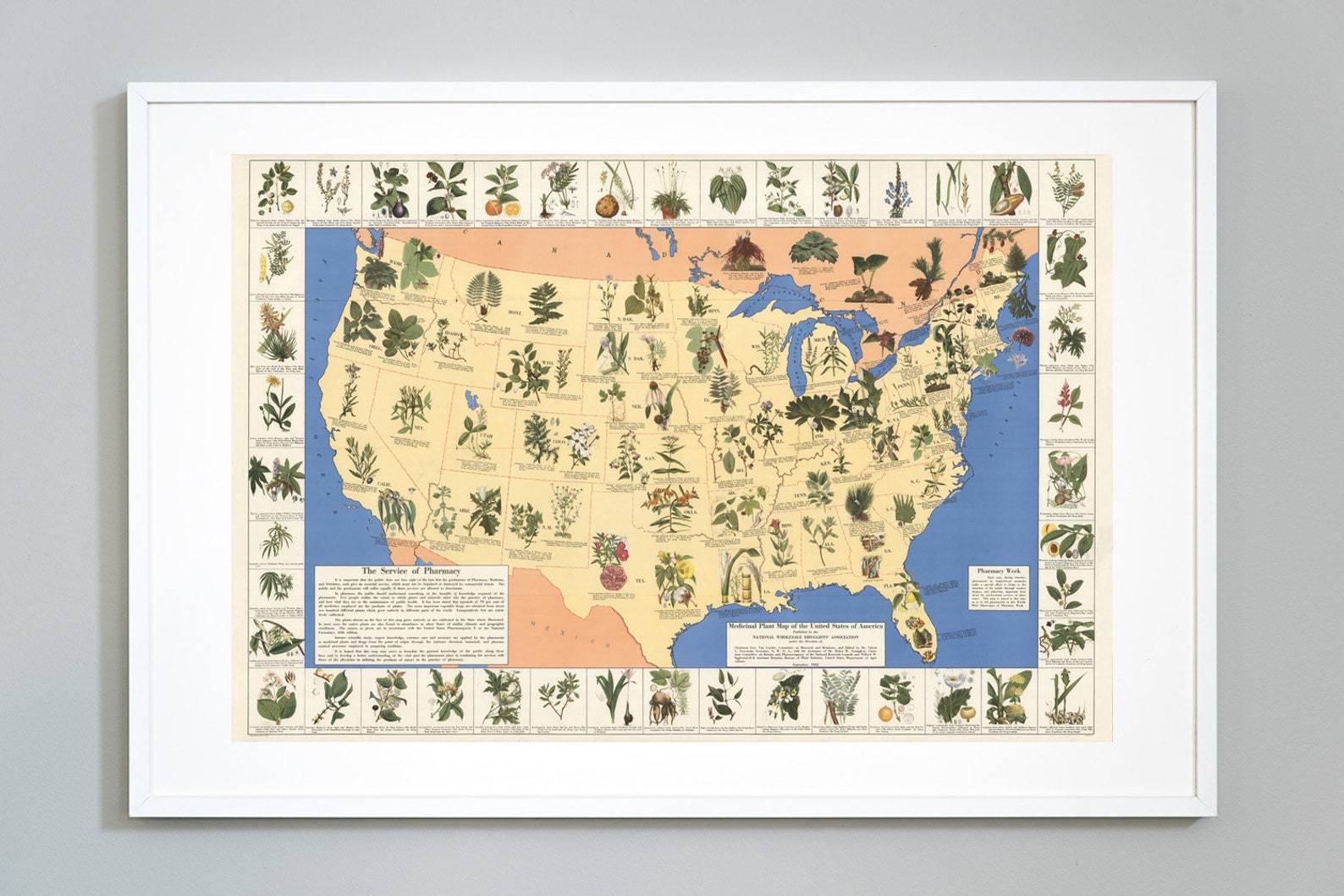 Medicinal Plant Map Print: Native Naturopath Plants of the United ...