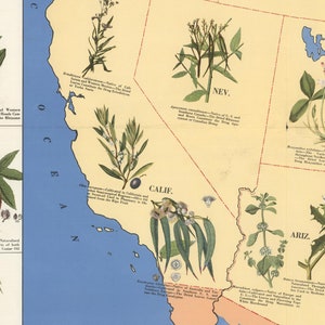 Medicinal Plant Map Print: Native Naturopath Plants of the United ...