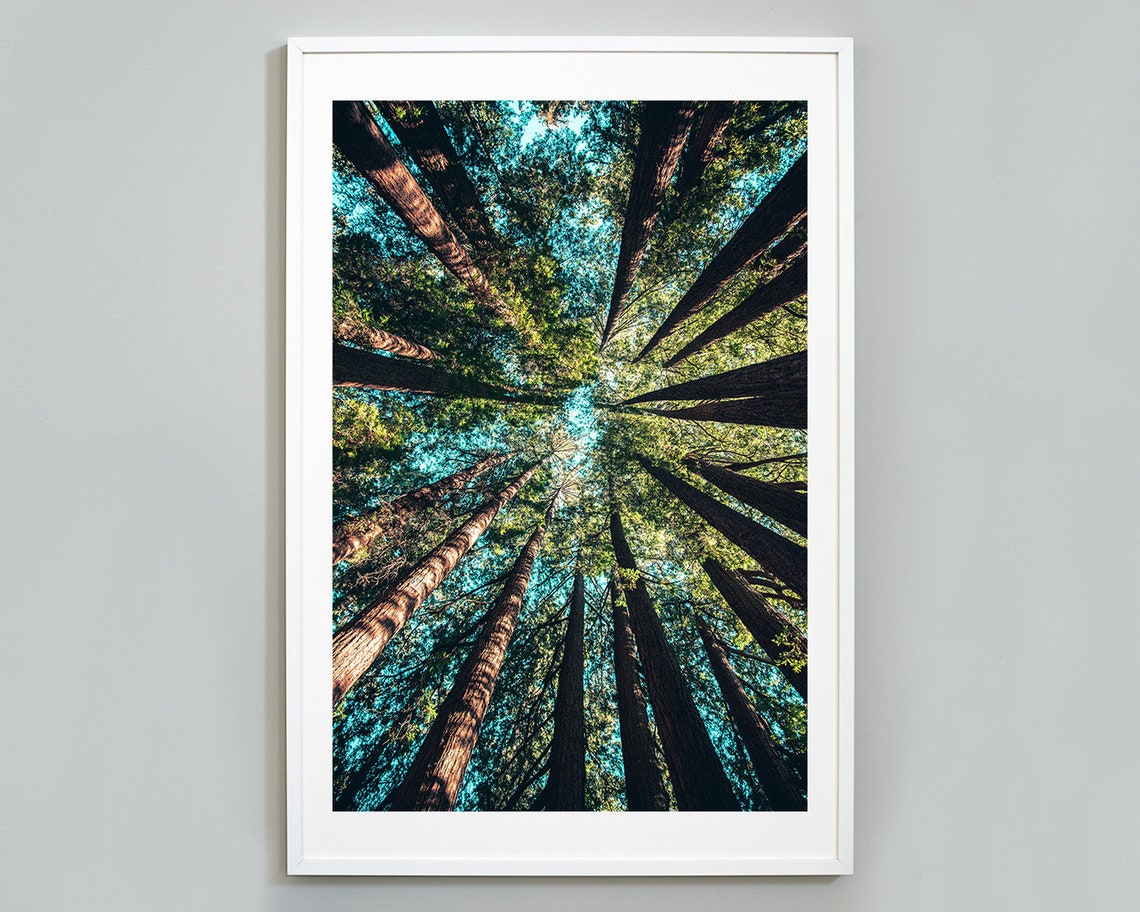 Forest Tree Print: Nature Photography, Museum Quality Wall Art - Etsy