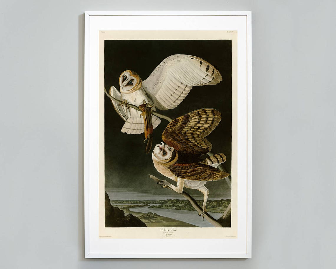 Barn Owl Print Birds of America by John James Audubon Wall | Etsy