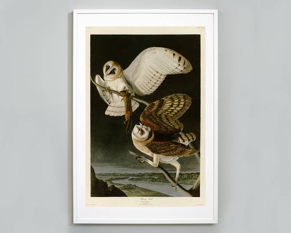 John James Audubon Owls