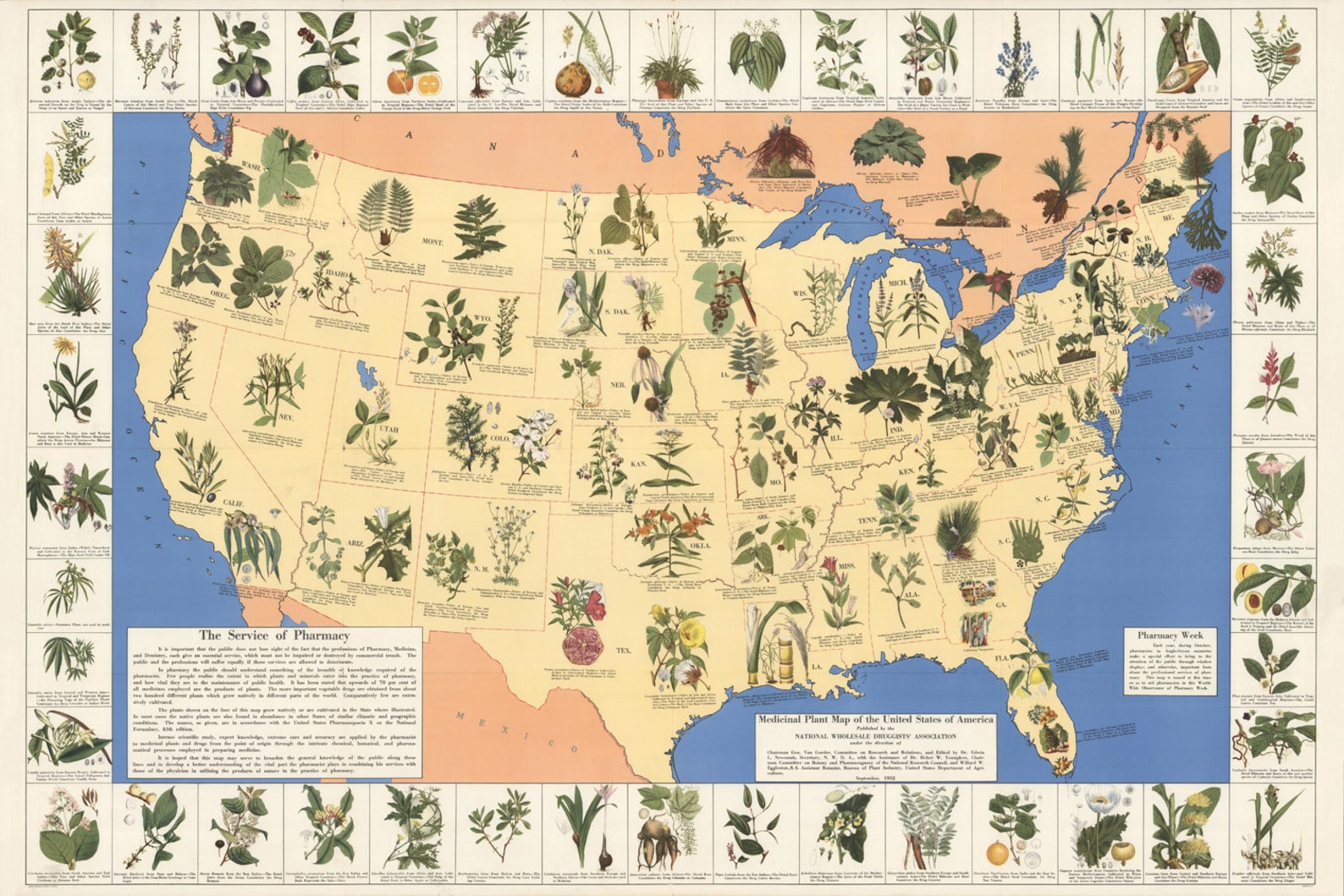 Impresión de mapa de plantas medicinales, Plantas nativas de impresión ...