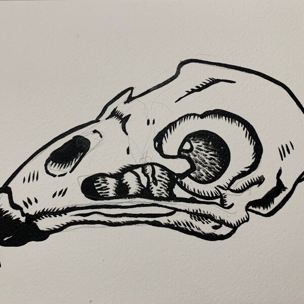 Hawk Skull - Etsy