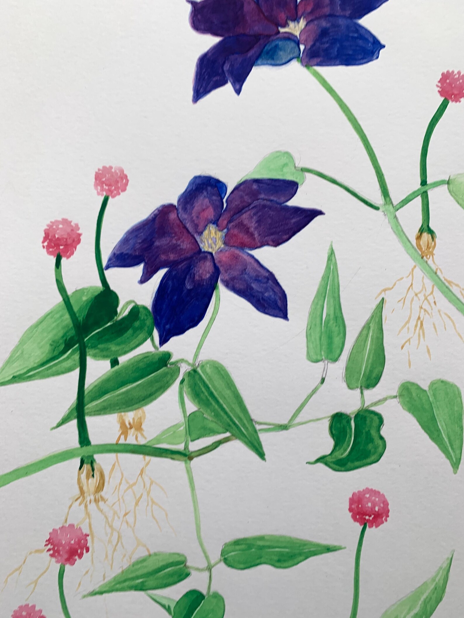 Clematis and Alliums Flower Study Original Watercolor - Etsy