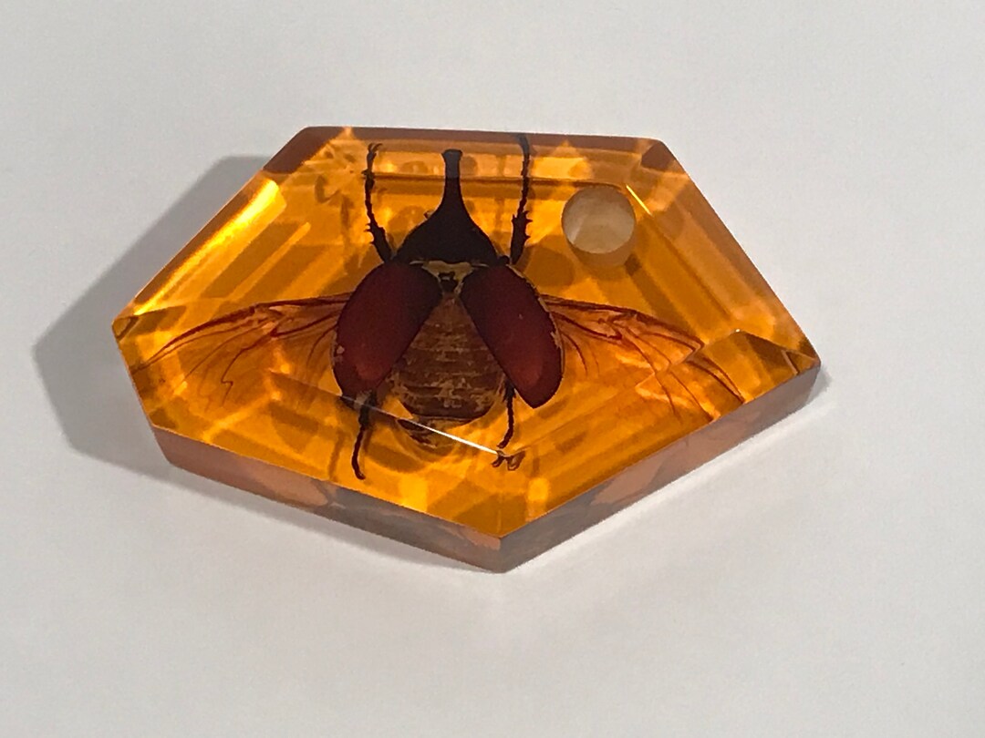 Real Insect Beetle in Amber Lucite Desk Pen Holder.vintage UNIQUE RARE ...