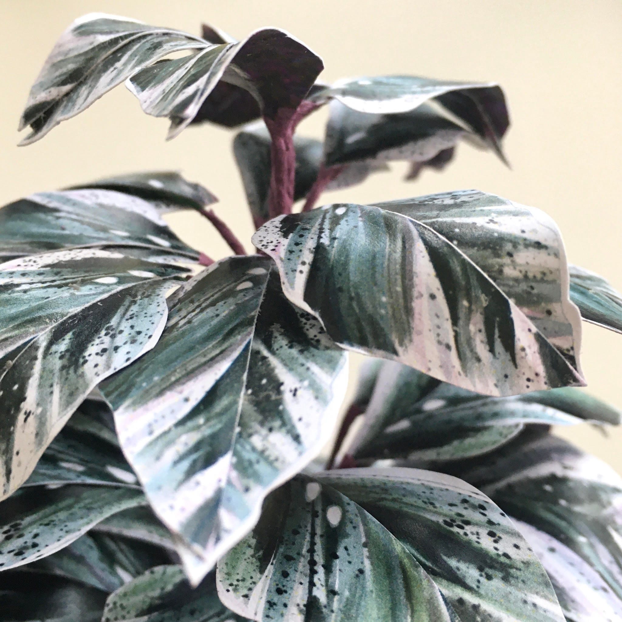 Variegated Paper Plant Templates Instructions, Kids Crafts, Home and ...