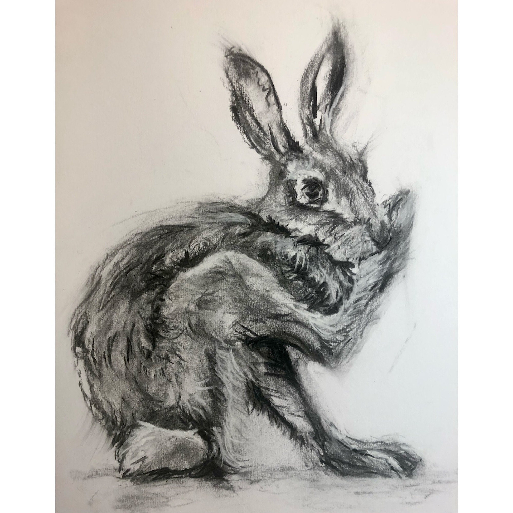 Simple Animal Charcoal Drawings