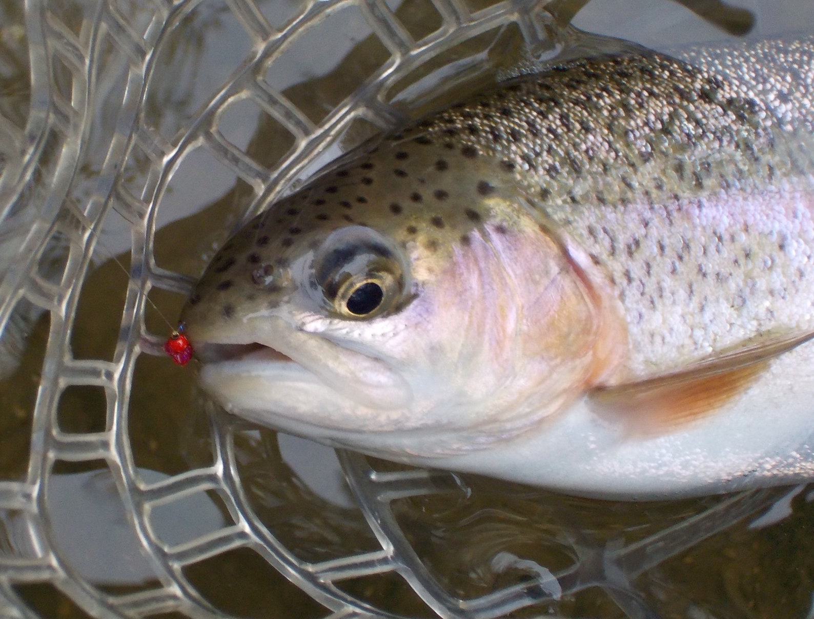 Tungsten Blood Midge 3 Pack Midge Flies - Etsy