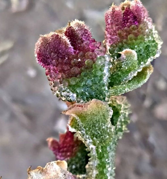 Ice Plant Mesembryanthemum Crystallinum Succulent Seeds | Etsy Canada