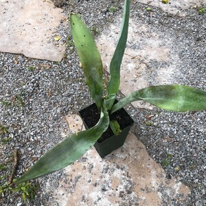 Agave Tequilana Weber Azul Tequila Agave - Etsy Canada