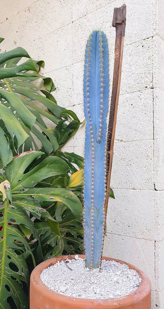 Pilosocereus Azureus