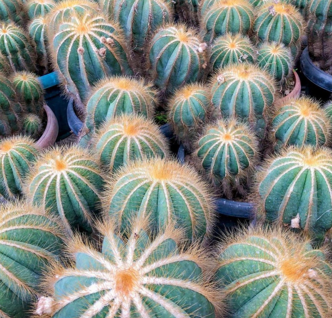 Parodia Cactus Succulent Seed Mix - Etsy Canada