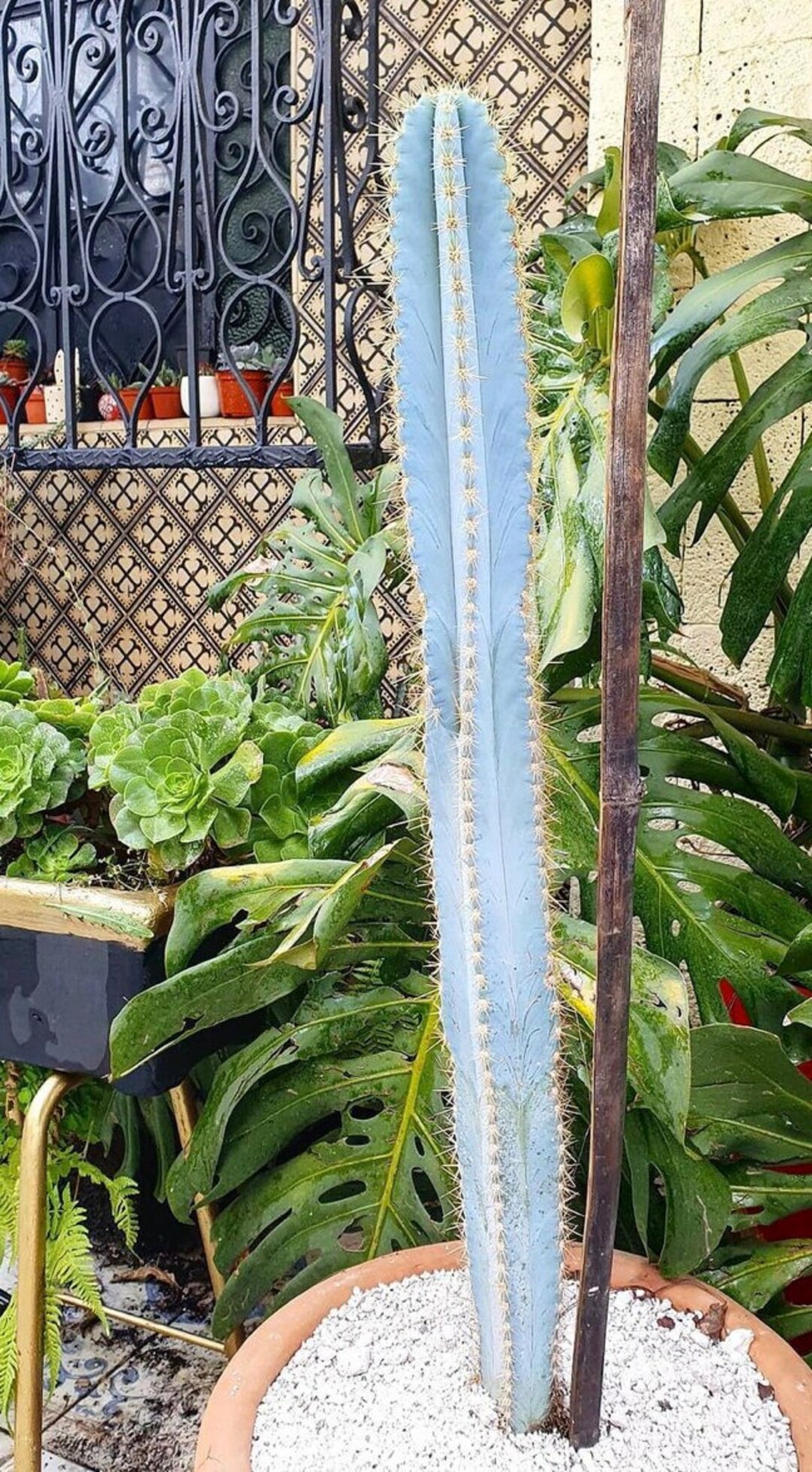 Pilosocereus Azureus Cactus Seeds Blue Torch Cactus - Etsy Canada