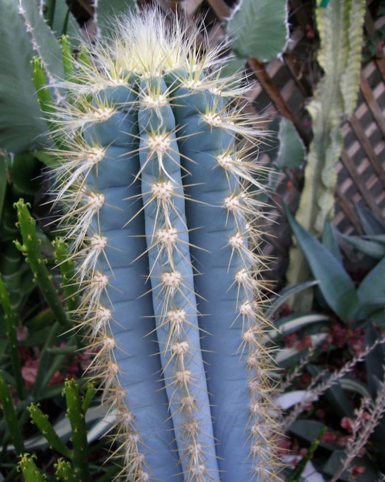 Pilosocereus Azureus Cactus Seeds Blue Torch Cactus | Etsy