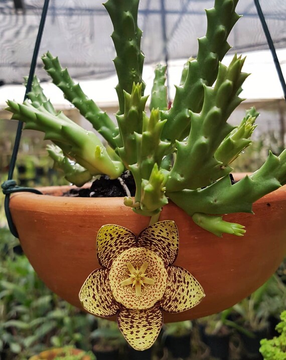Succulents Stapelia orbea variegata seed grown Home & Hobby etna.com.pe