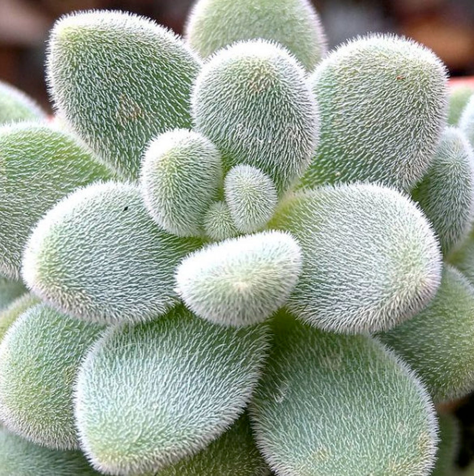 Sedum Mocinianum Seeds Fuzzy Leaf Plant Succulent Seeds | Etsy