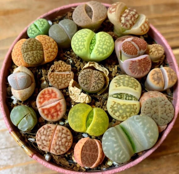 Lithops Seed Colourful Lithops Succulent Seed Mix - Etsy