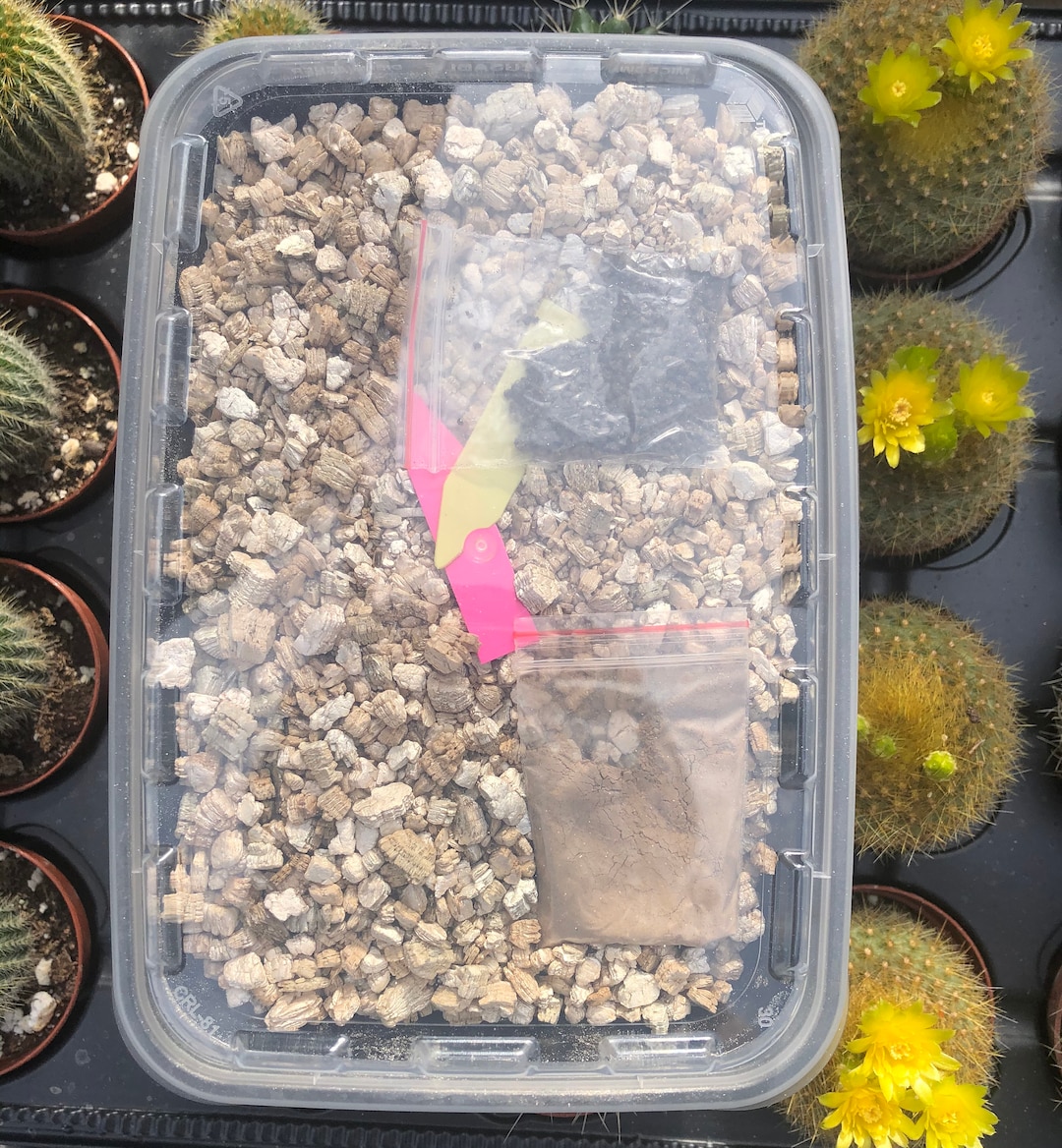 Cactus & Succulent Seed Germination Kit Terrarium Germination Chamber ...