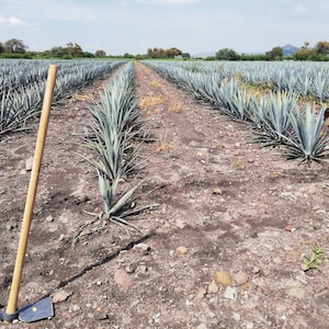 Agave Tequilana Weber Azul Tequila Agave - Etsy Canada
