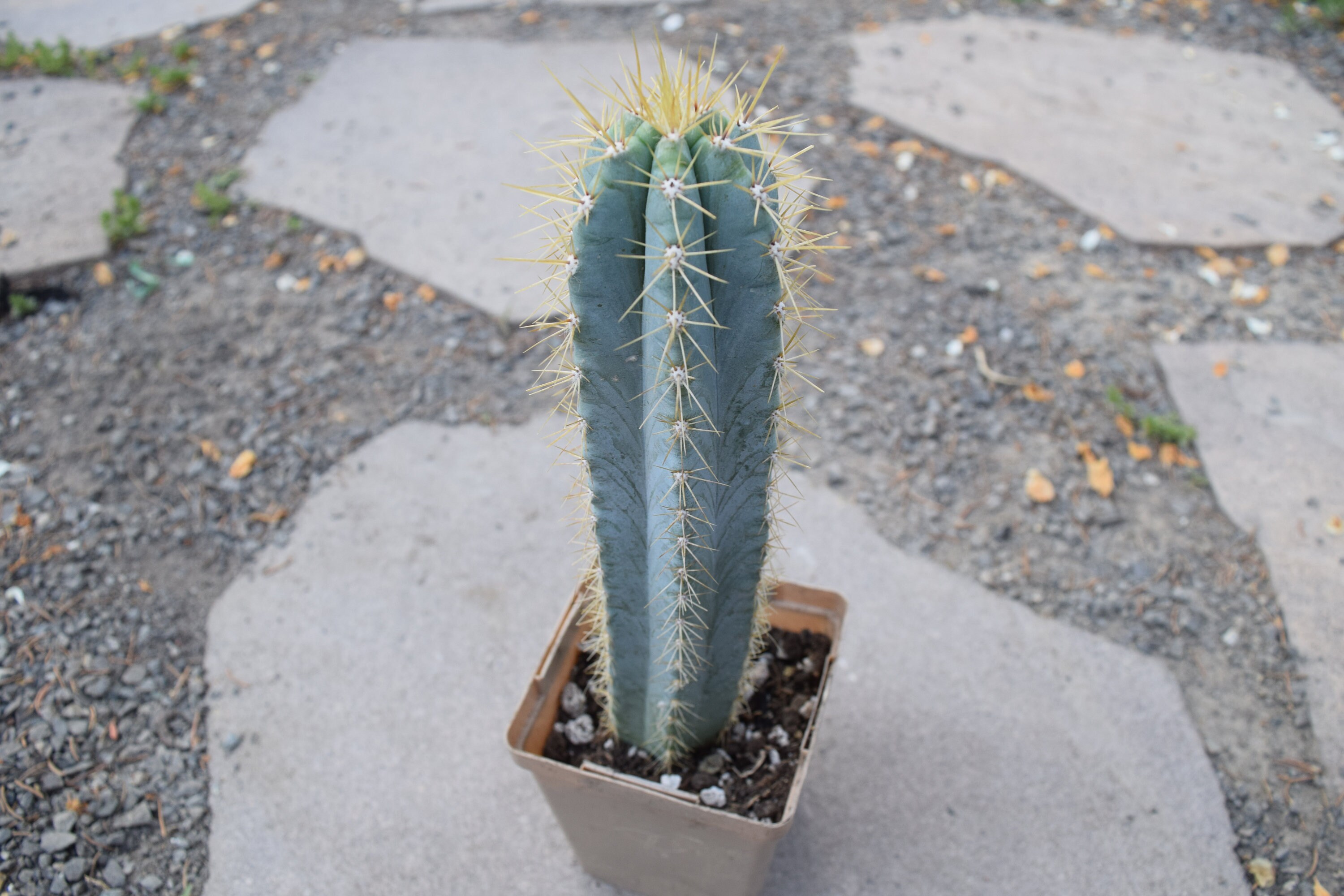 Craft Supplies & Tools Pilosocereus Azureus Live Cactus Plant Cereus ...