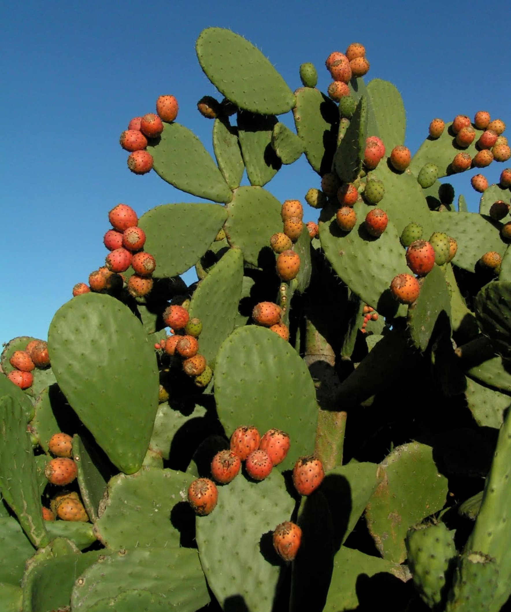 Opuntia Ficus-indica Prickly Pear Cactus Seeds Edible - Etsy Australia