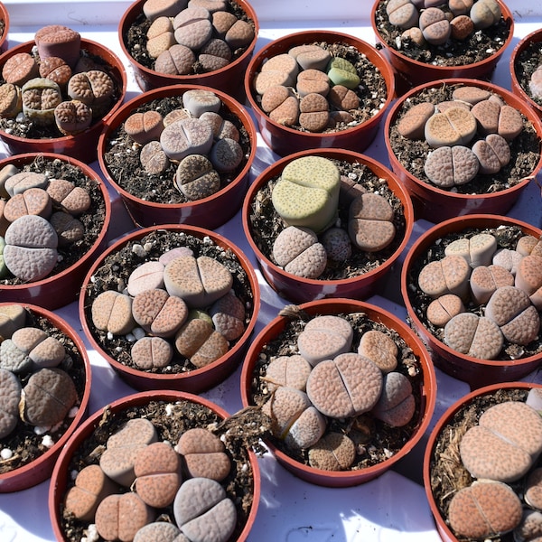 Lithops Live Plant - Etsy