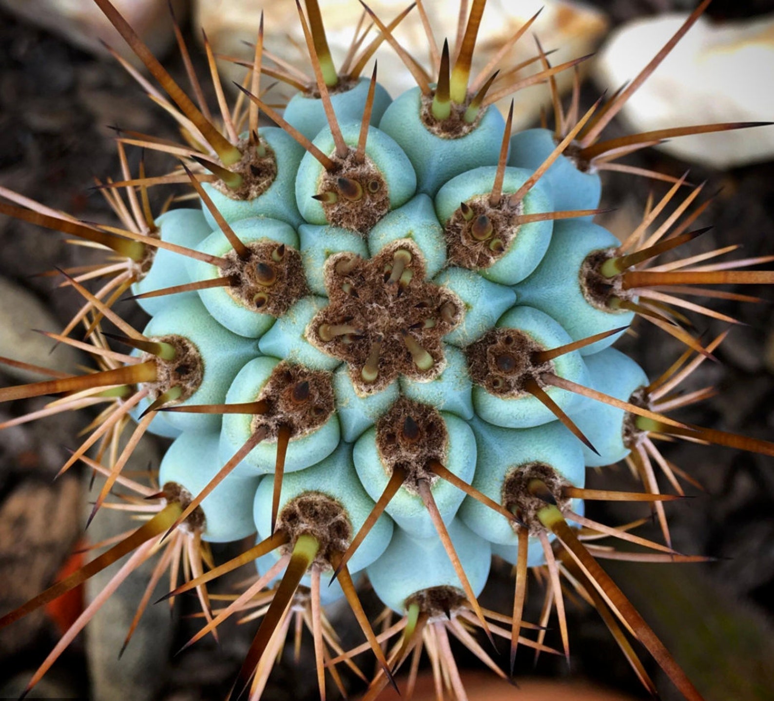 Blue Cactus Browningia Hertlingiana Cactus Seeds Rare | Etsy Canada
