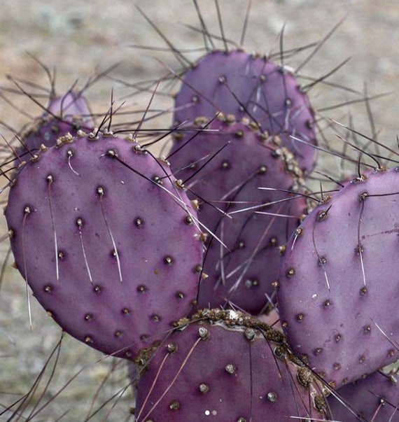 Purple Cactus Plant