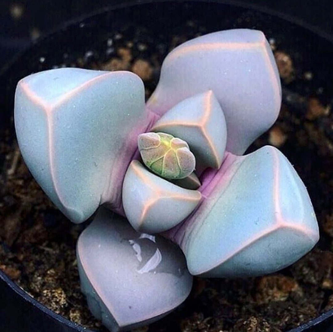 Lapidaria Margaretae Karoo Rose Succulent Seeds - Etsy Canada