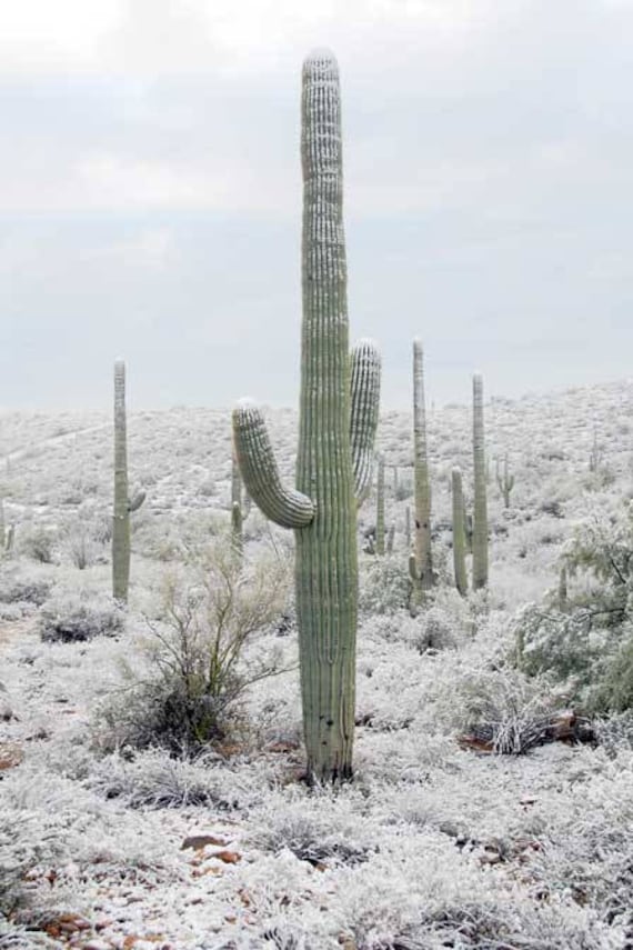 Long Cactus