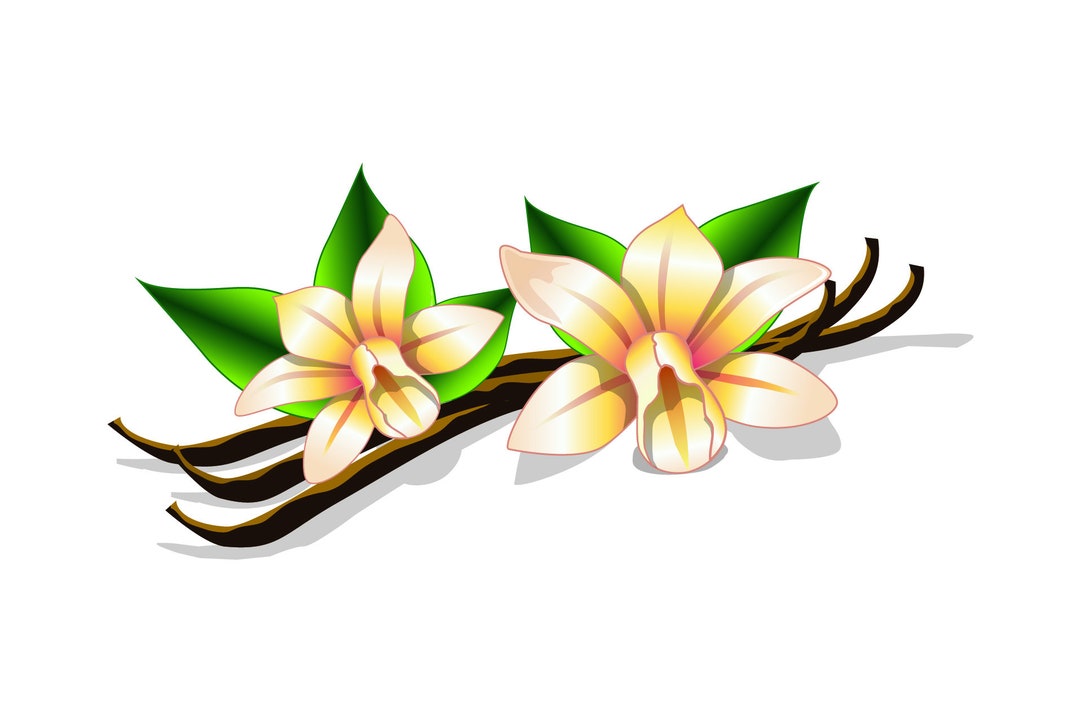 Vanilla, Art, Illustration, Clip Art, Labels, Label Art - Etsy