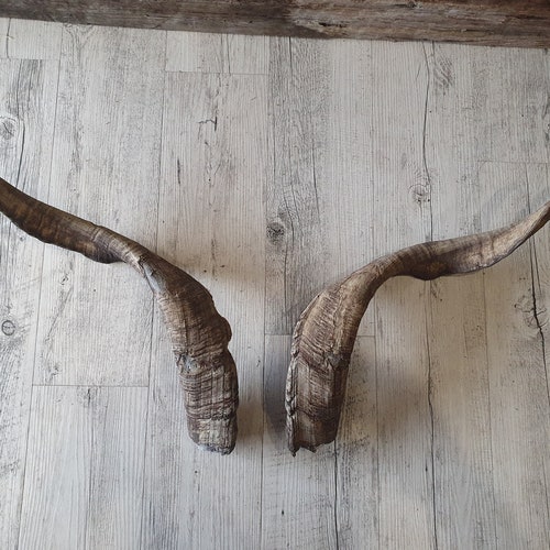 4 X Real Ram Horns - Etsy UK