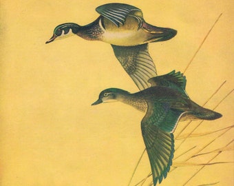 Shoveller Ducks Painting in Sports Afield 1946 Series by Angus H ...