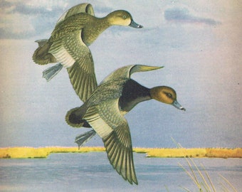 Shoveller Ducks Painting in Sports Afield 1946 Series by Angus H ...