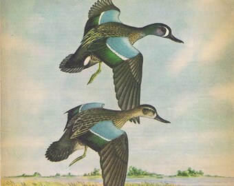 Shoveller Ducks Painting in Sports Afield 1946 Series by Angus H ...