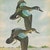 Spectacled Eider Ducks Painting in Sports Afield 1946 Series by Angus H ...
