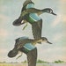 Spectacled Eider Ducks Painting in Sports Afield 1946 Series by Angus H ...