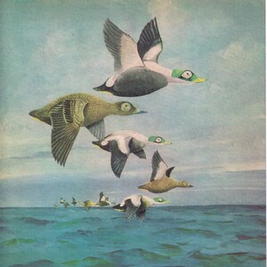 Spectacled Eider Ducks Painting in Sports Afield 1946 Series by Angus H ...