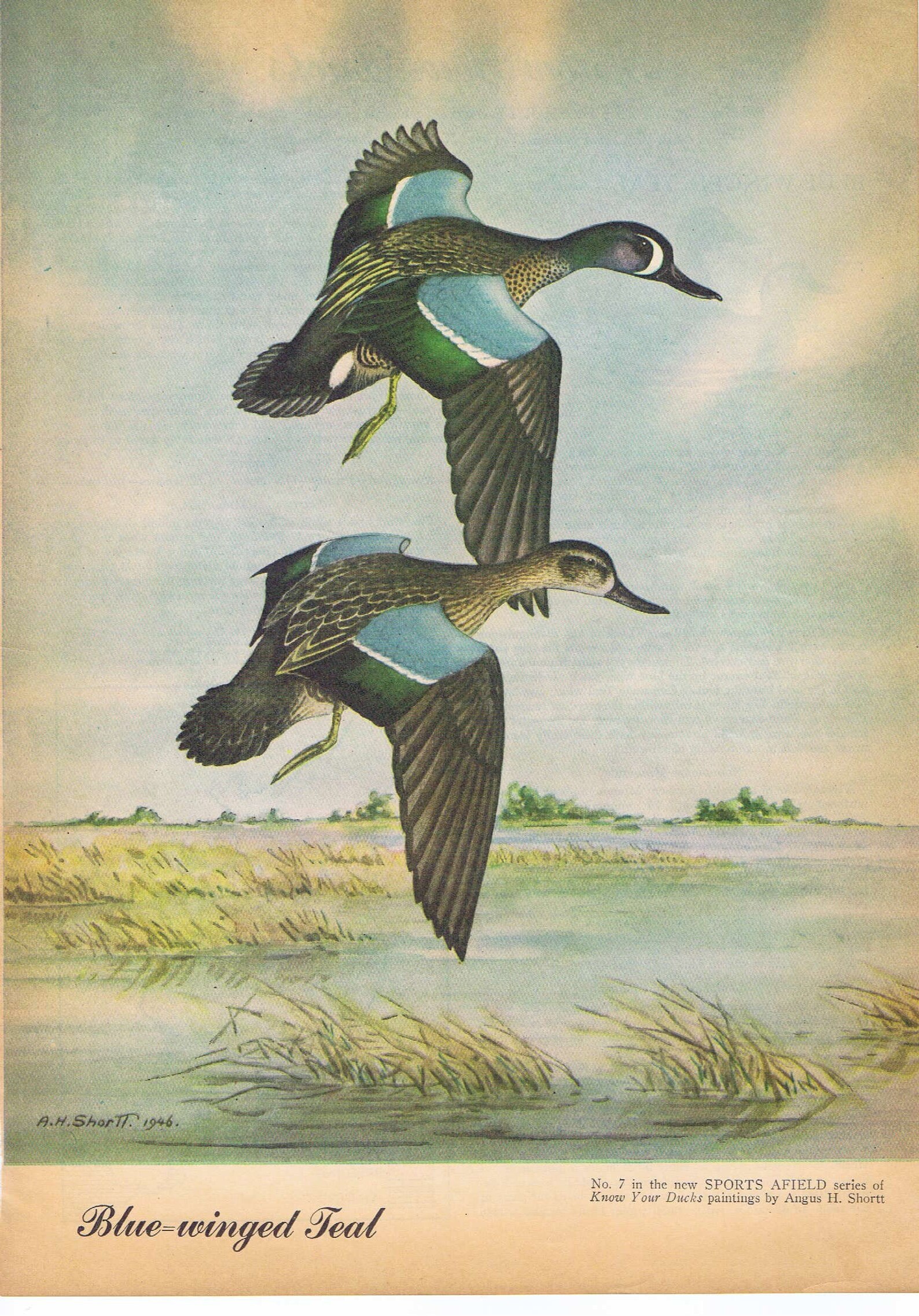 Blue-winged Teal Ducks Painting in Sports Afield 1946 Series by Angus H ...