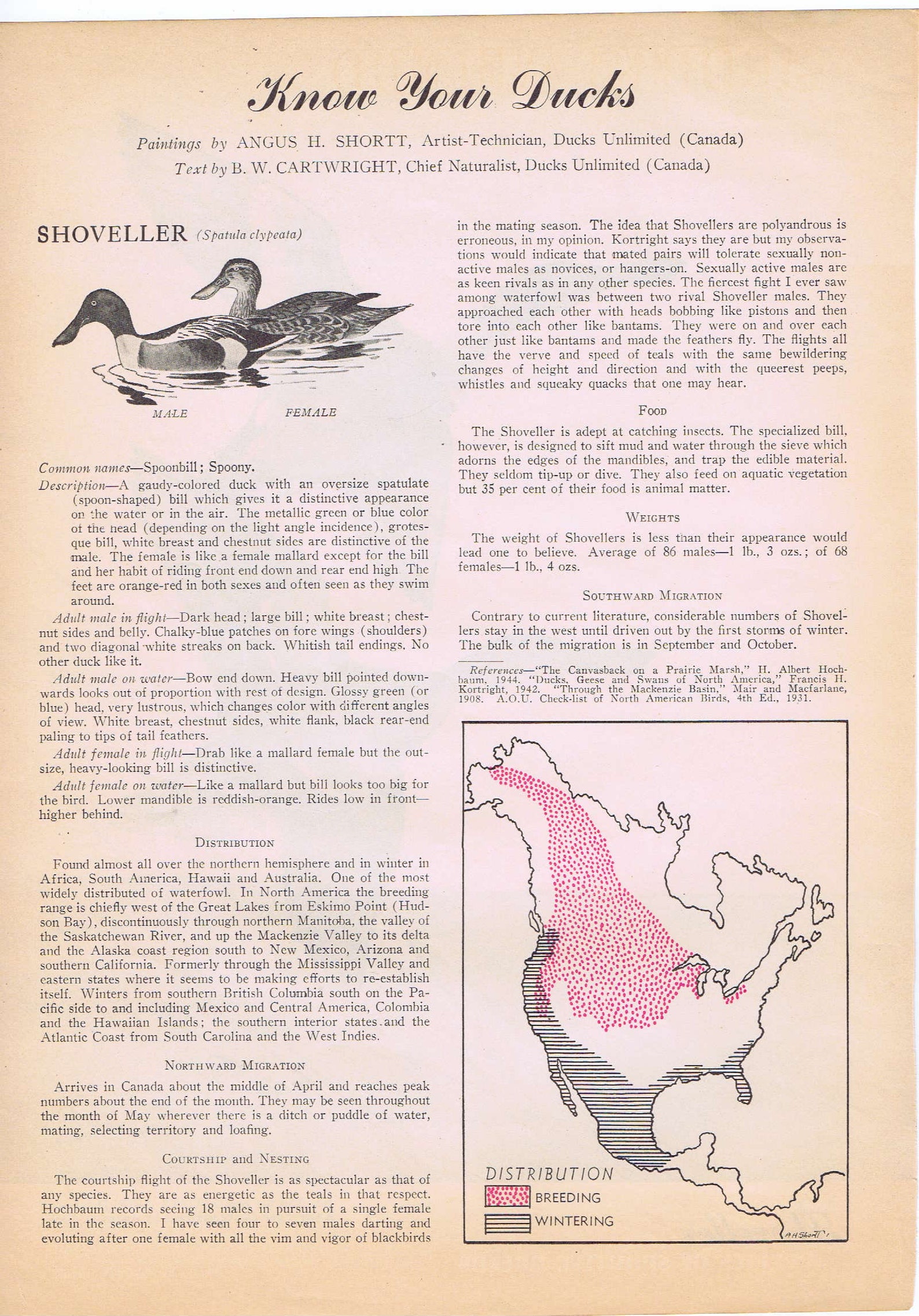 Shoveller Ducks Painting in Sports Afield 1946 Series by Angus H ...