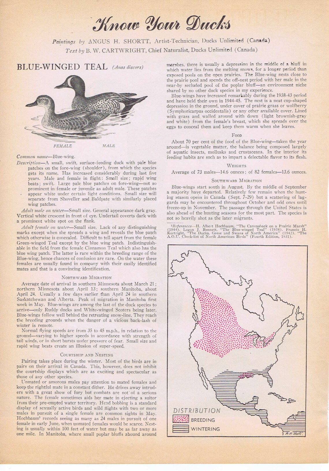 Blue-winged Teal Ducks Painting in Sports Afield 1946 Series by Angus H ...