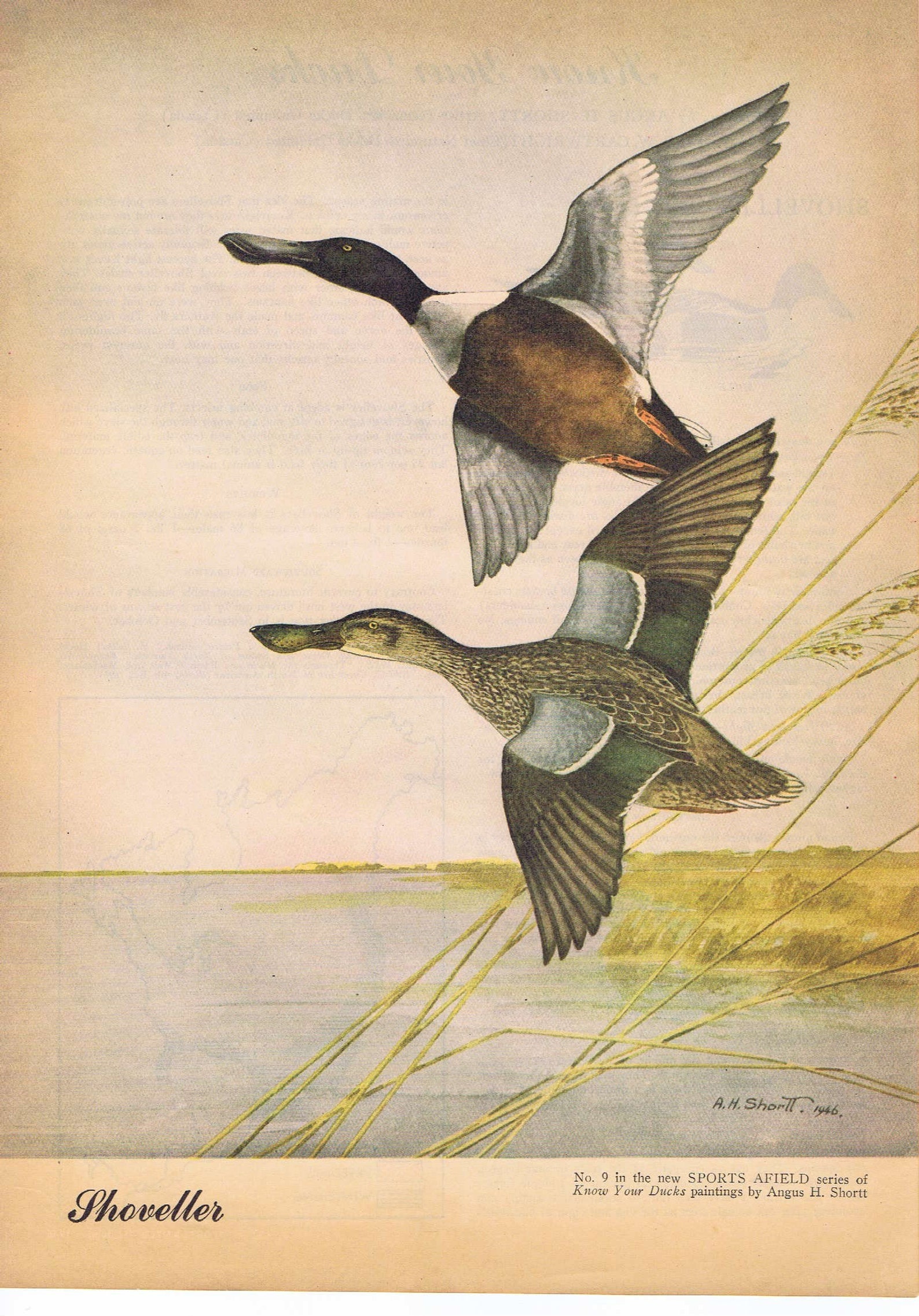 Shoveller Ducks Painting in Sports Afield 1946 Series by Angus H ...