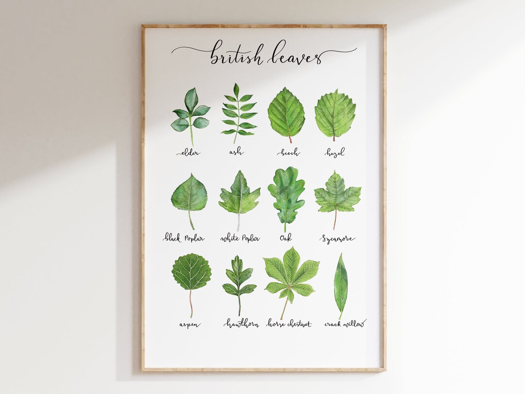 British Tree Leaves A4 Art Print | Leaf Art, British Leaves, Leaf ...